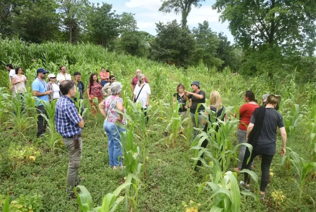Misiones impulsa el futuro verde con más de 650 hectáreas de chacras ...